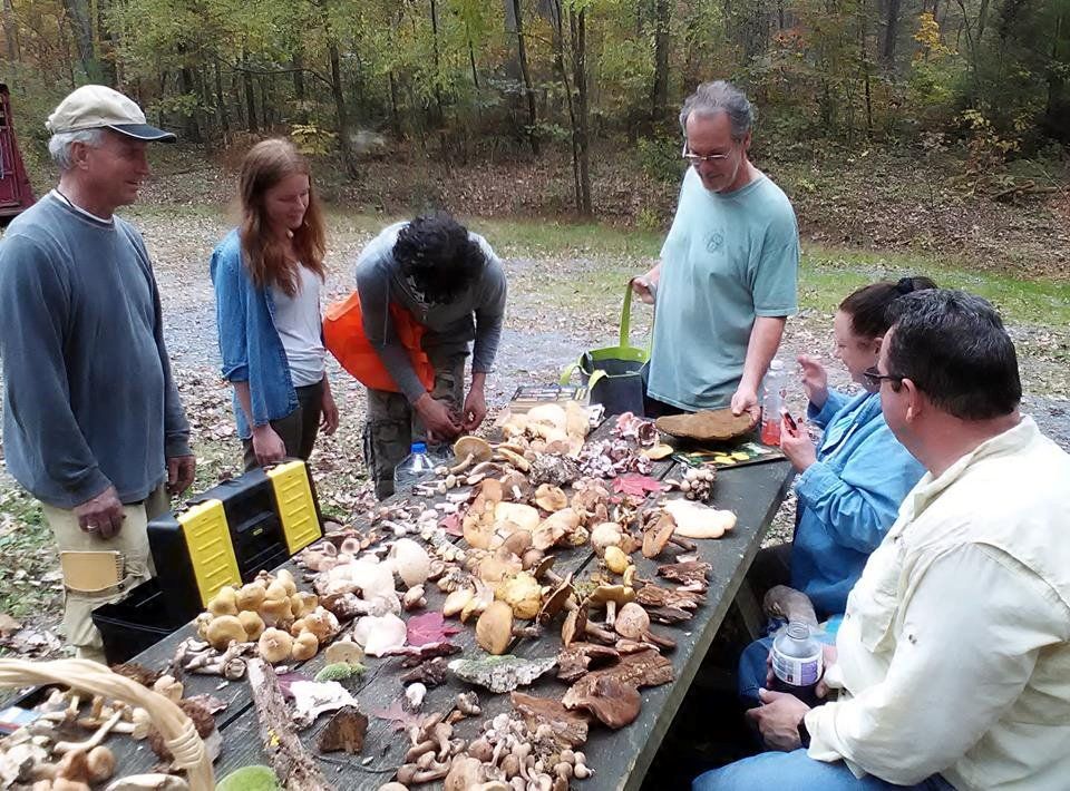 Mushroom Hunting in the Mountains | Embark.org