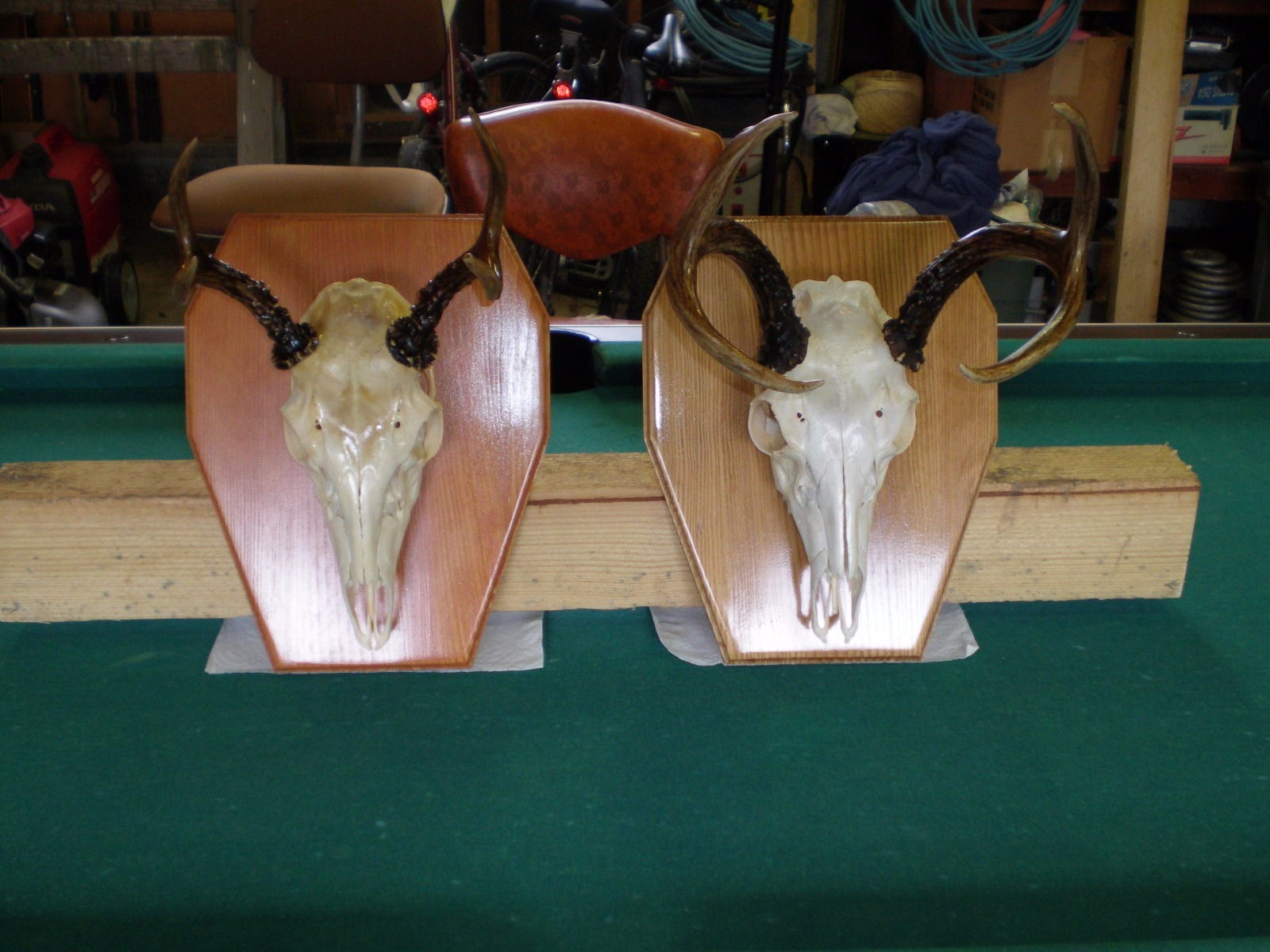 Olympic Peninsula Guided Hunting Trip | Embark.org