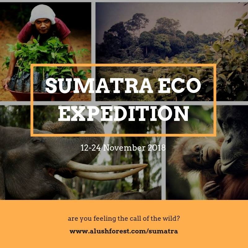 Journey With Purpose - Sumatra Bio-Cultural Rainforest Expedition ...