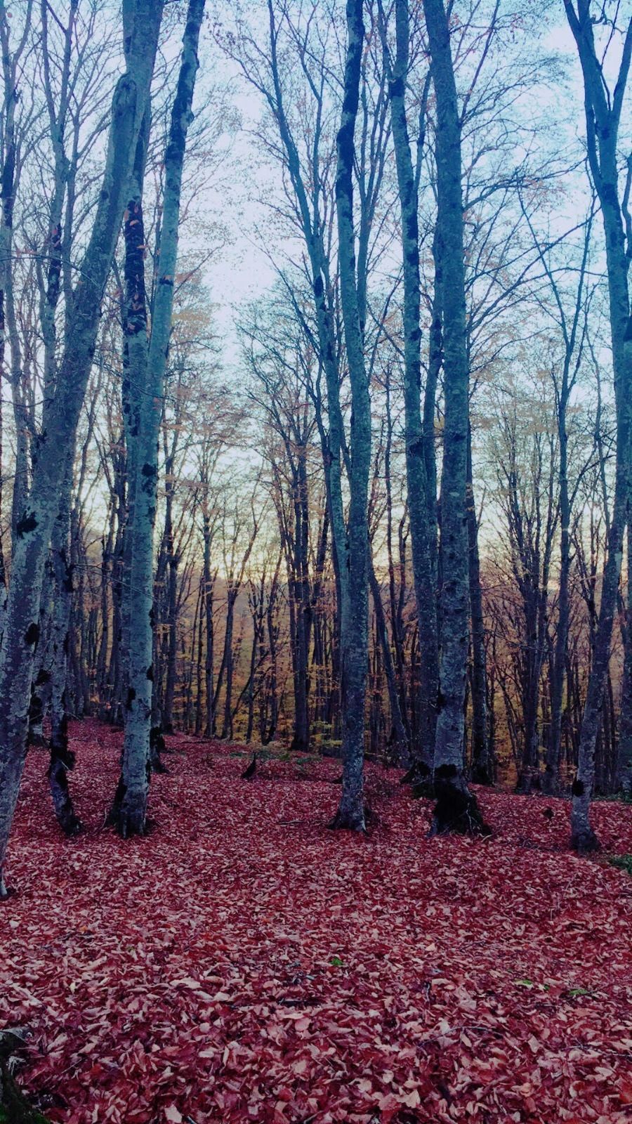 Picnic at Sabaduri Forest (Tbilisi National Park) | Embark.org