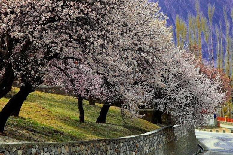 Hunza & Gojal Valley Cherry Blossom Tour | Embark.org